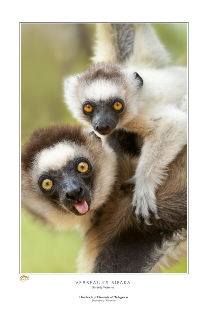 Prints - Nick Garbutt: Nick Garbutt On Line